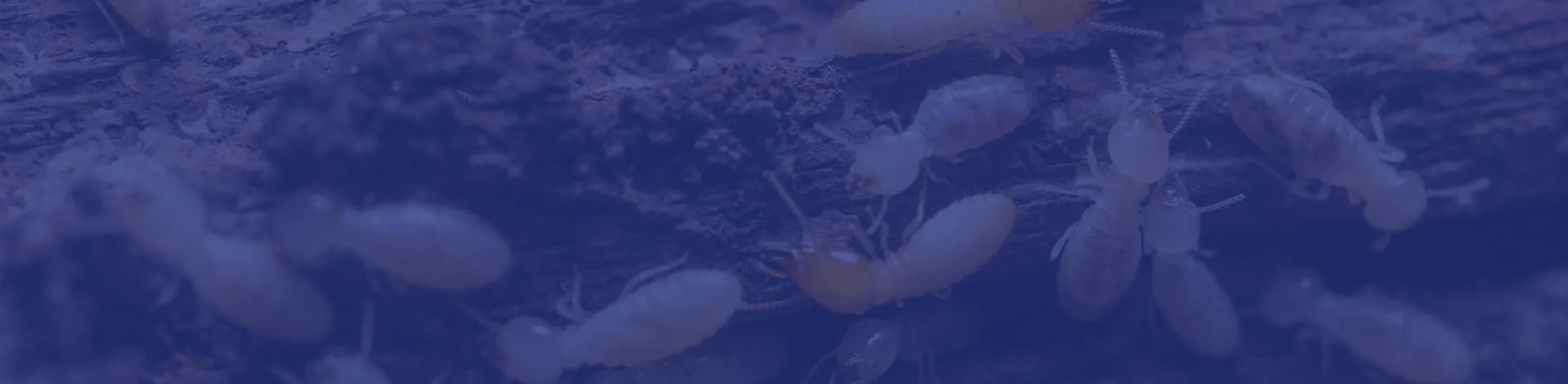 Termite Control Near Me in Jacksonville, FL | Best Termite Control ...